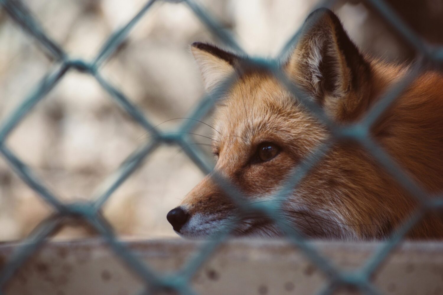 Animal Trapping